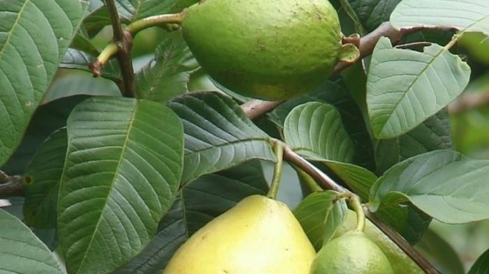 Ini 6 Jenis Tanaman Buah dan Sayur yang Mengandung Vitamin C yang Bisa ... Ini 6 Jenis Tanaman Buah dan Sayur yang Mengandung Vitamin C yang Bisa ...